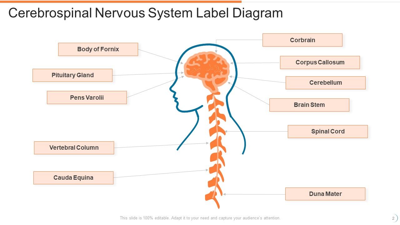 Cerebrospinal Nervous System Ppt PowerPoint Presentation Complete With Slides