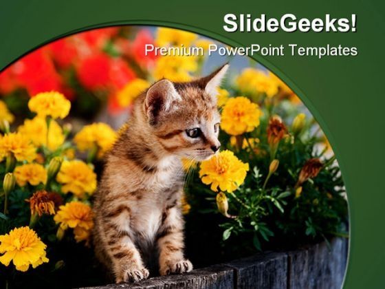 Cat Animal PowerPoint Template 0810 Cat Animal PowerPoint Template 0810