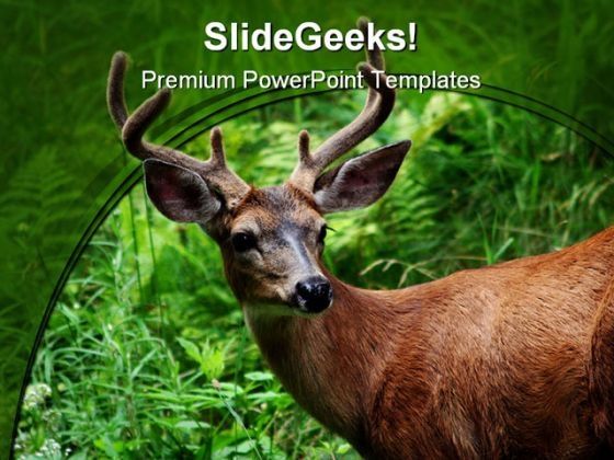 Deer Animal PowerPoint Template 0810