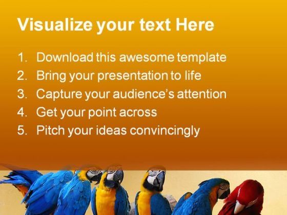 Macaw Parrots Animal PowerPoint Template 0810 Macaw Parrots Animal PowerPoint Template 0810