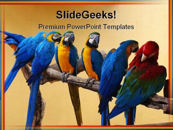 Macaw Parrots Animal PowerPoint Template 0810
