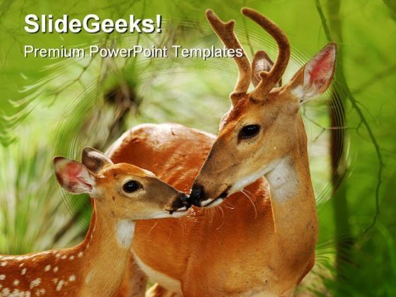 White Tail Buck Animal PowerPoint Template 0810 White Tail Buck Animal PowerPoint Template 0810